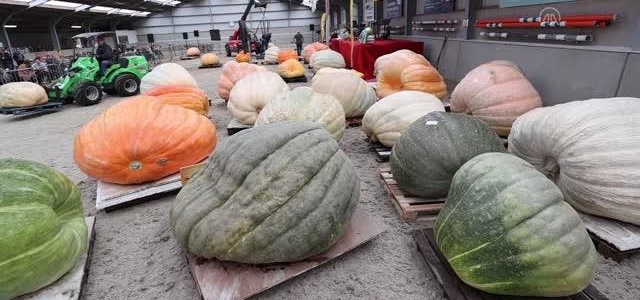 Belçika'nın "bal kabağı kasabası"ndaki dev kabak battaniye altında ...